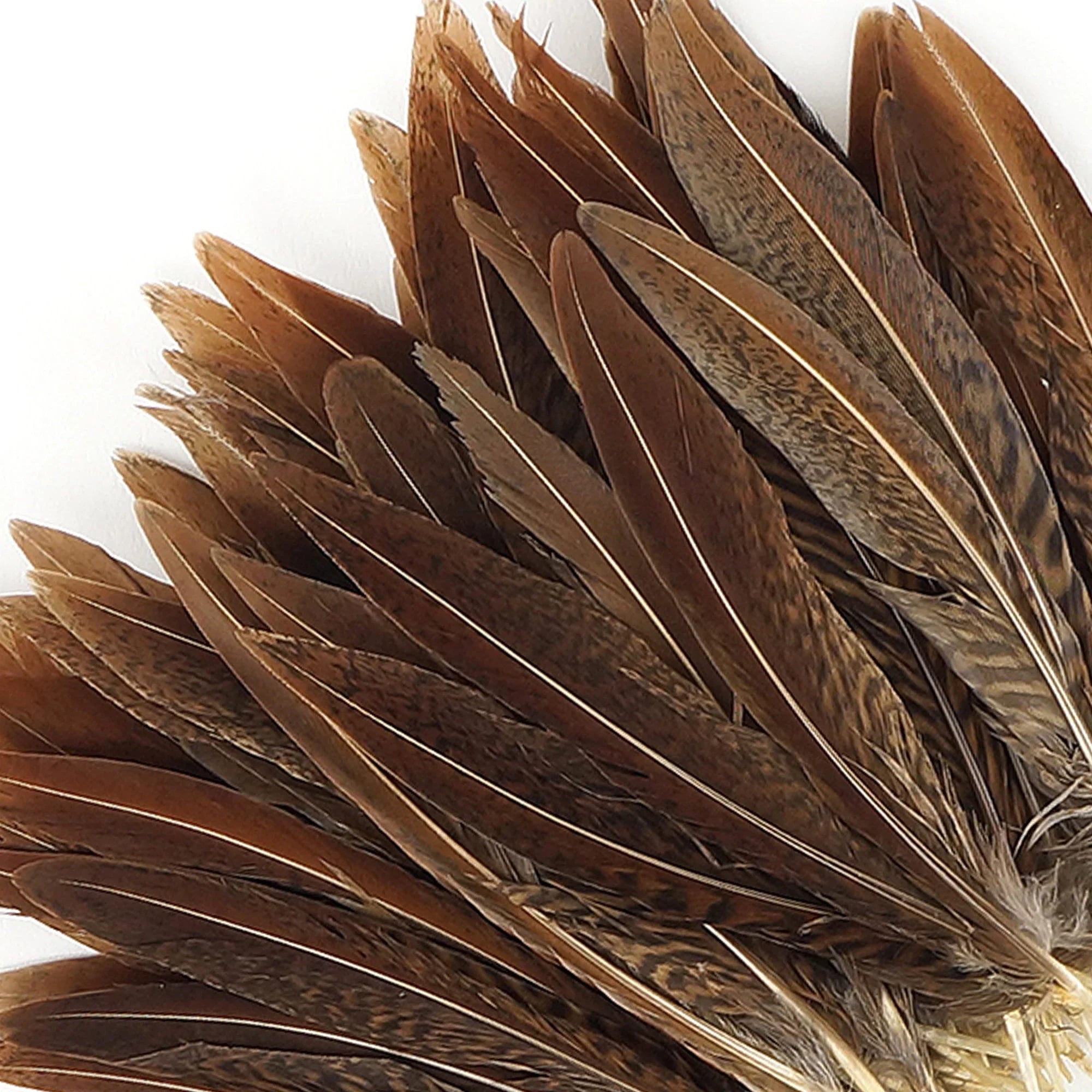 Pheasant Feathers – Page 2 – Zucker Feather Products, Inc.