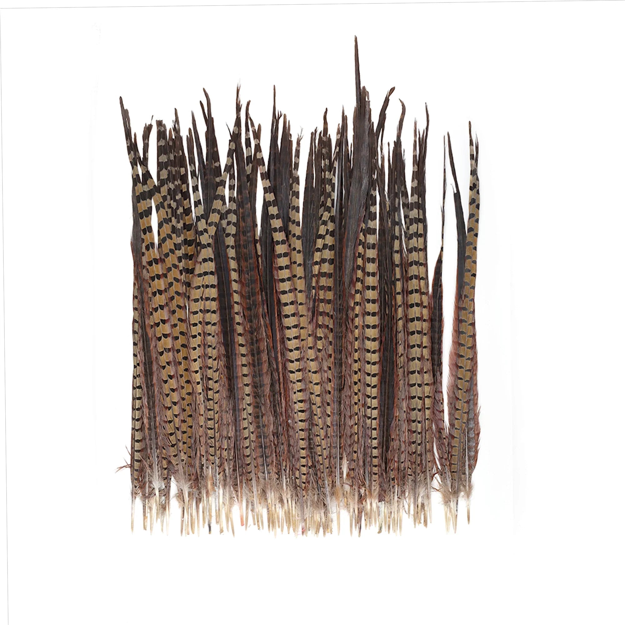 Ringneck Pheasant Tail Feathers – Zucker Feather Products, Inc.