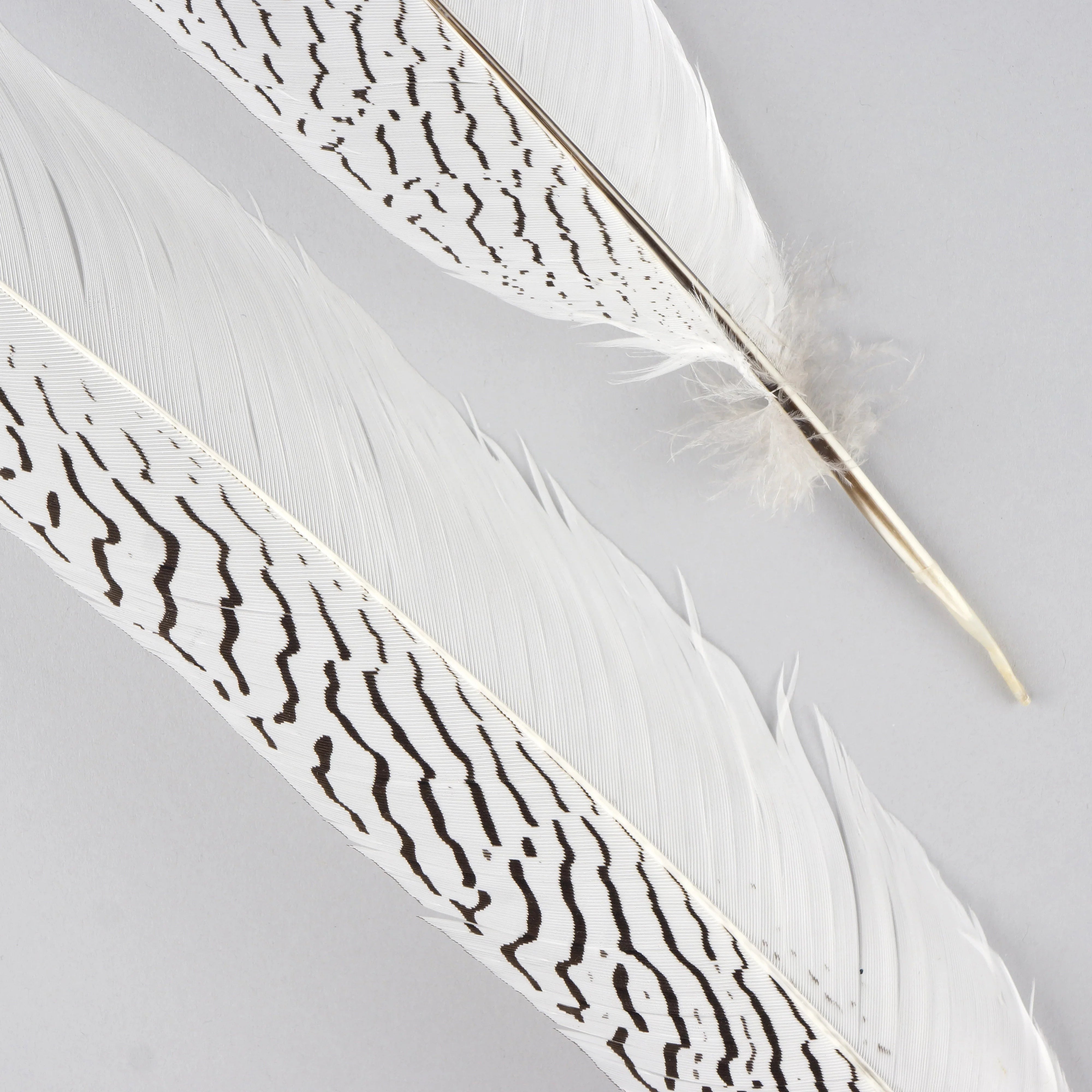 Silver Pheasant Feathers – Zucker Feather Products, Inc.