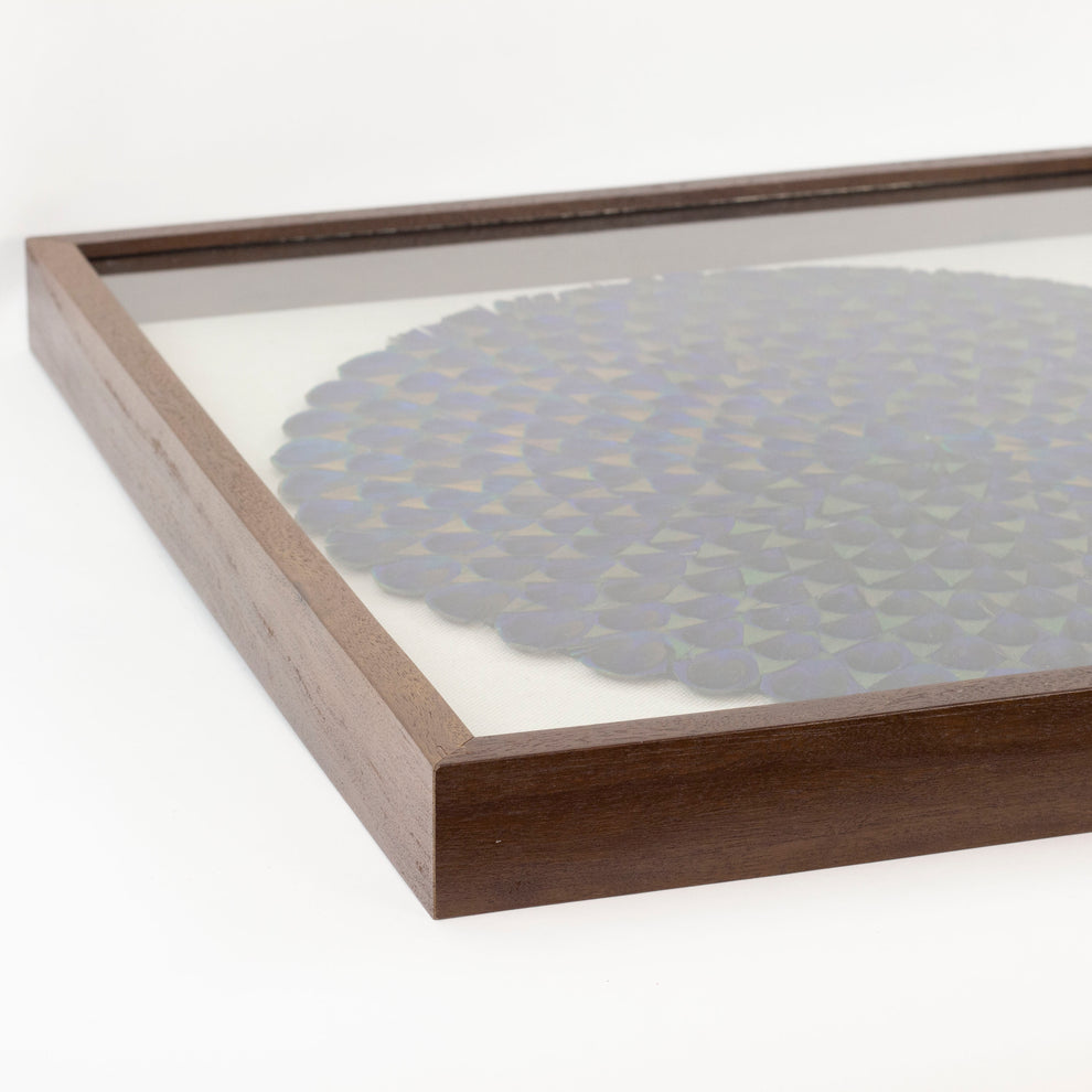 Natural Blue Peacock Feather Framed Wall Art – Zucker Feather Products ...