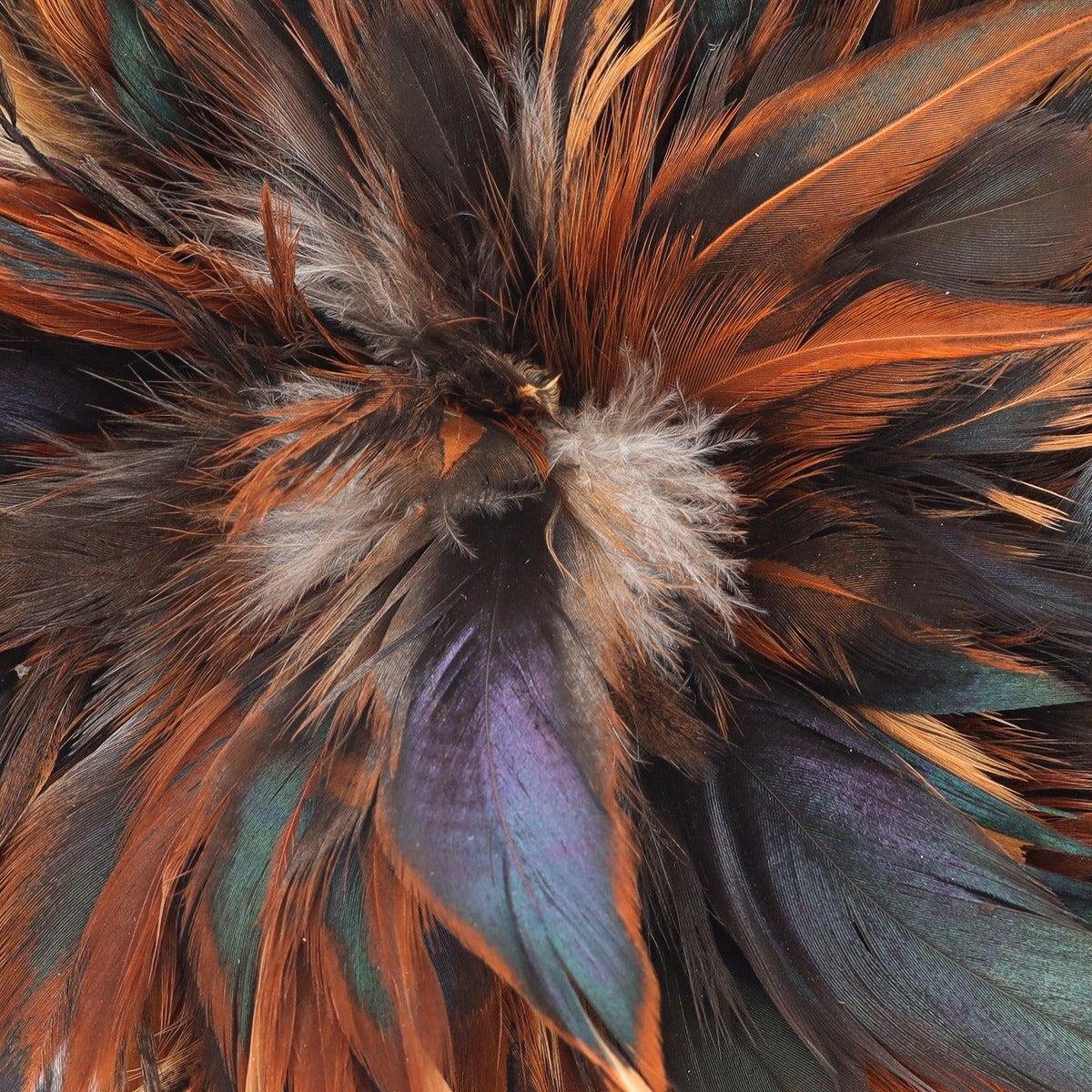 Rooster Feathers, 4-6” Rooster Strung Craft Feathers - Natural – Zucker ...