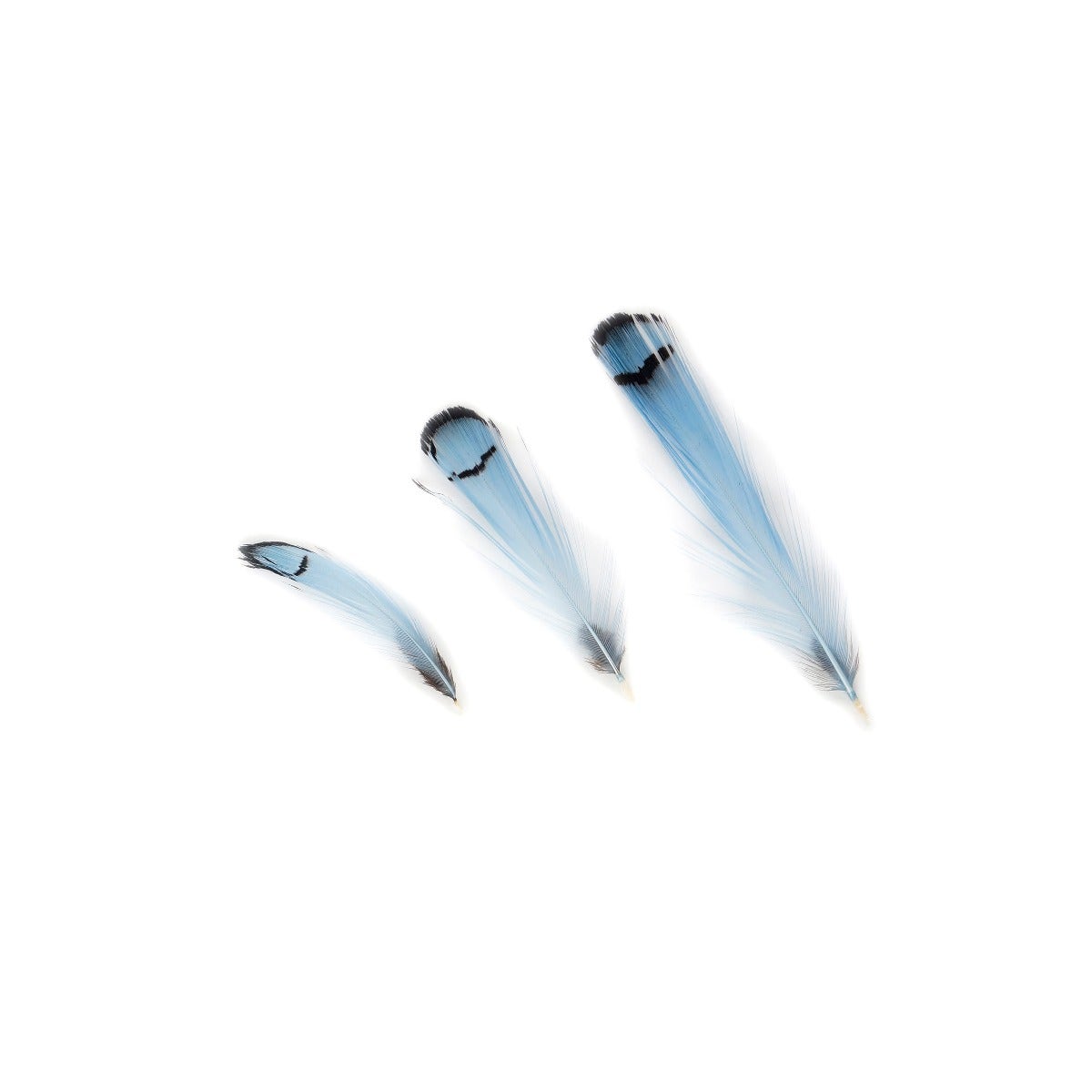 Pheasant Lady Amherst Crest Plumage 1-3.5" Light Blue – Zucker Feather ...