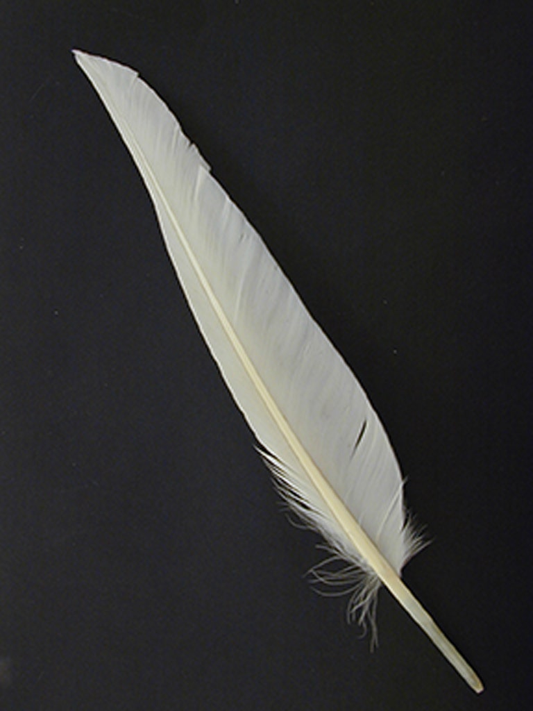 White Duck Pointer Feather For Sale | Buy Wholesale Feathers – Zucker ...
